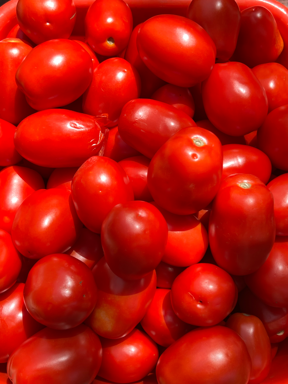 Fresh, Bright, and Flavorful: Why Tomato Basil Is the Perfect Everyday ...